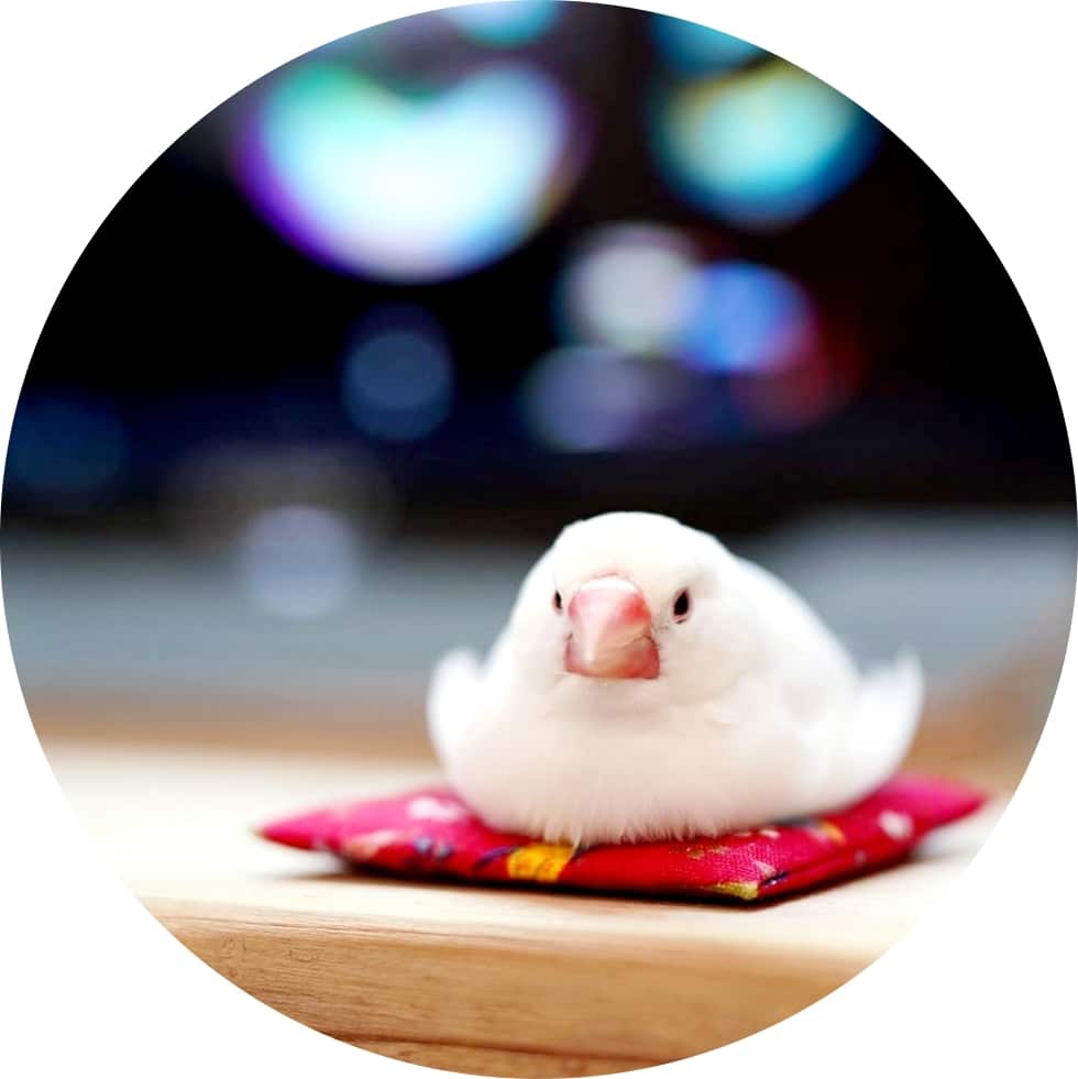 Découvrez l'incroyable univers des Paddas apprivoisés - My Padda