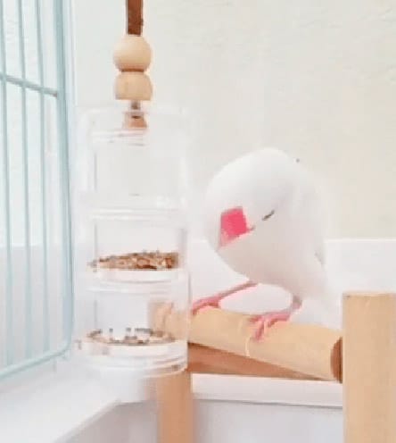 Découvrez l'incroyable univers des Paddas apprivoisés - My Padda