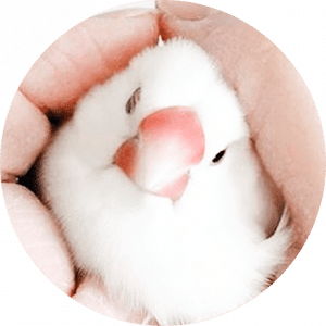 Découvrez l'incroyable univers des Paddas apprivoisés - My Padda