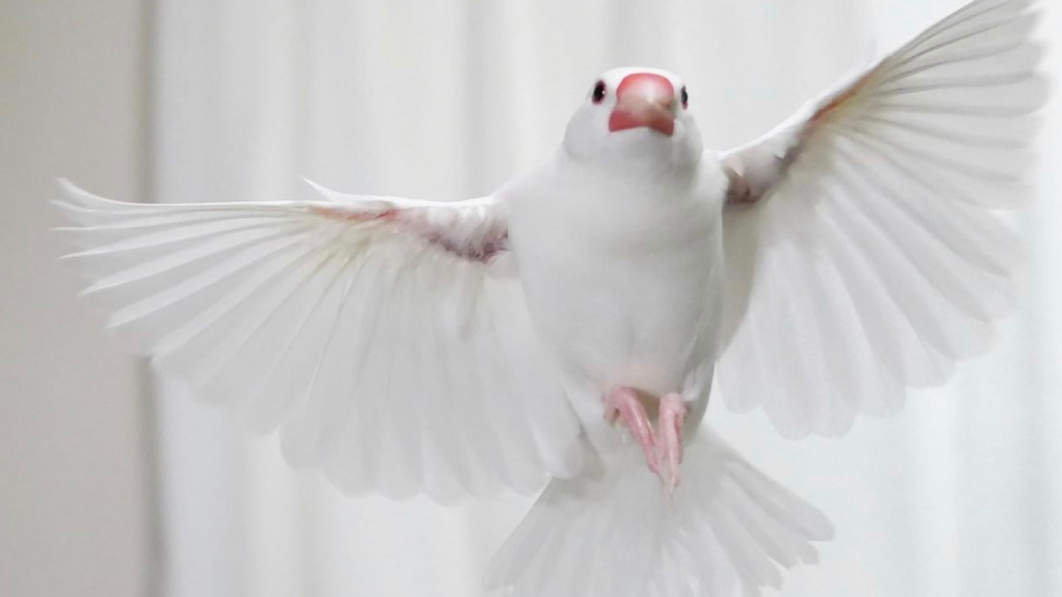 Découvrez l'incroyable univers des Paddas apprivoisés - My Padda