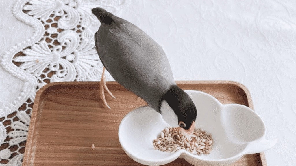 Découvrez l'incroyable univers des Paddas apprivoisés - My Padda