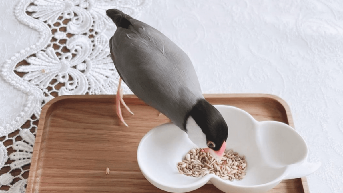 Découvrez l'incroyable univers des Paddas apprivoisés - My Padda