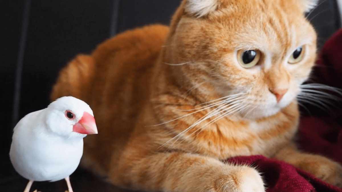 Découvrez l'incroyable univers des Paddas apprivoisés - My Padda