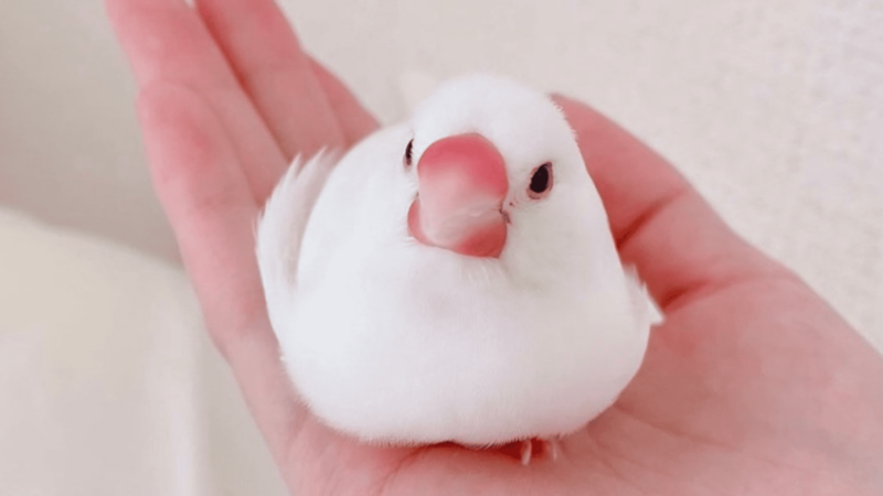 Découvrez l'incroyable univers des Paddas apprivoisés - My Padda