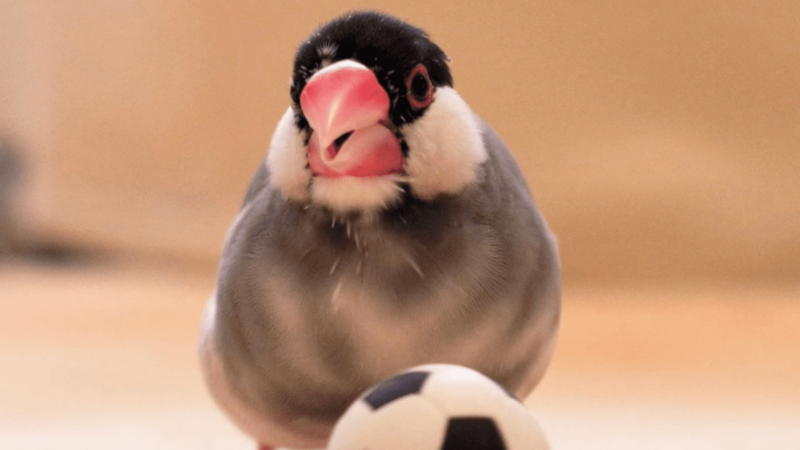 Découvrez l'incroyable univers des Paddas apprivoisés - My Padda