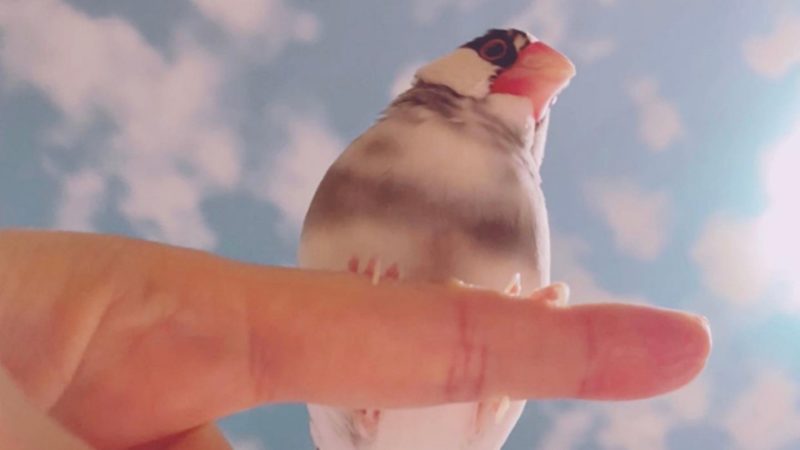 Découvrez l'incroyable univers des Paddas apprivoisés - My Padda