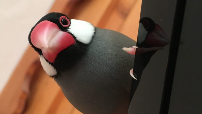 Découvrez l'incroyable univers des Paddas apprivoisés - My Padda