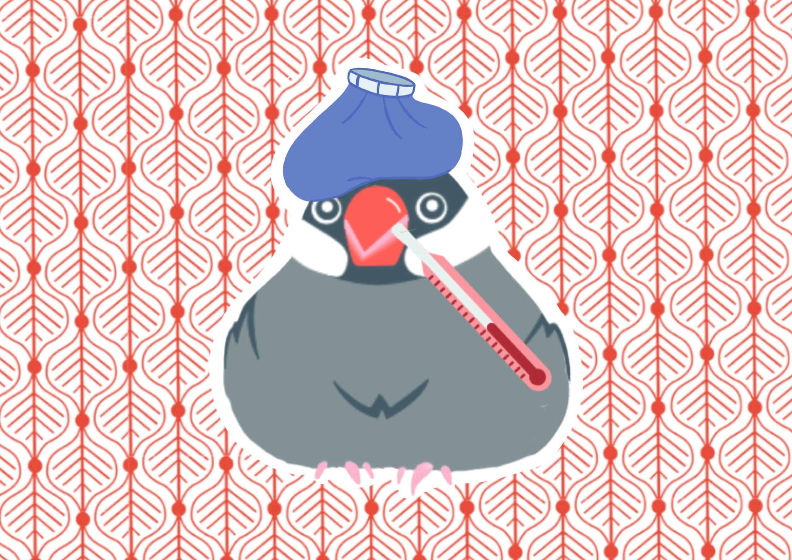 Vétérinaire et Padda, comment ça se passe ? - My Padda