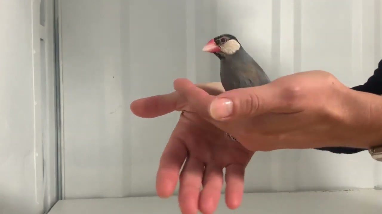 Réagir face à un Padda qui râle – My Padda